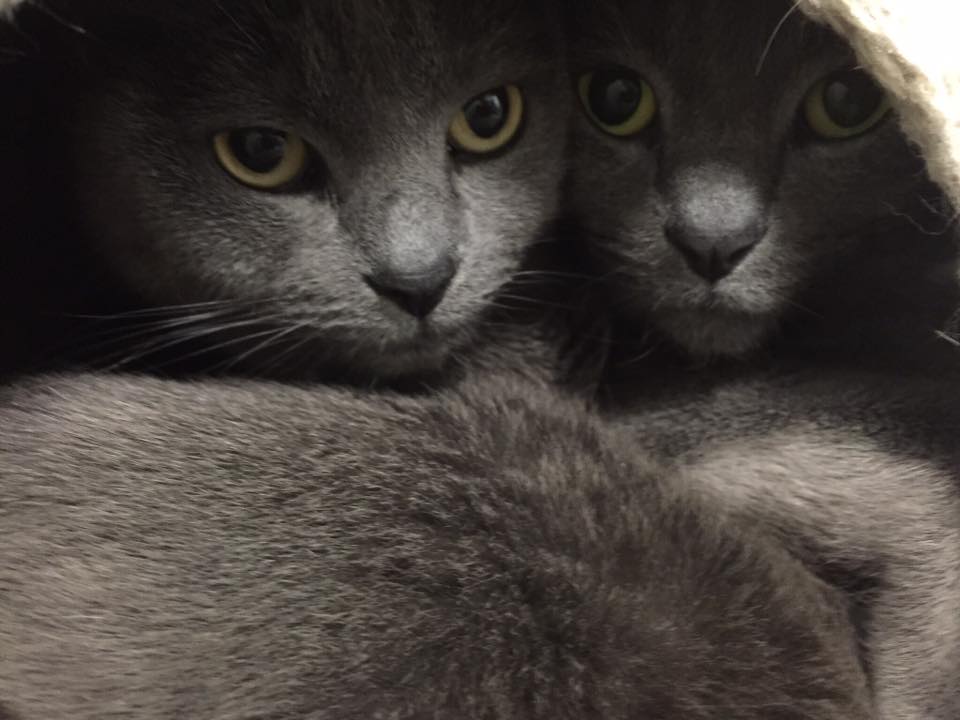 Cat Boarding | Montague Vets